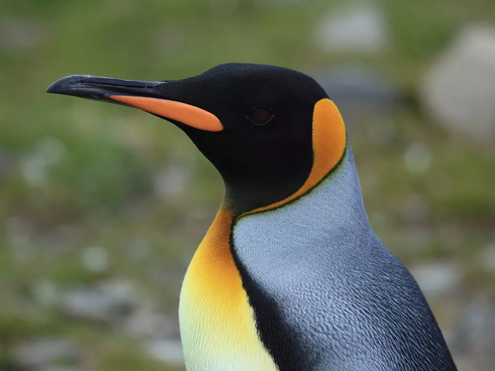 Королівський пінгвін