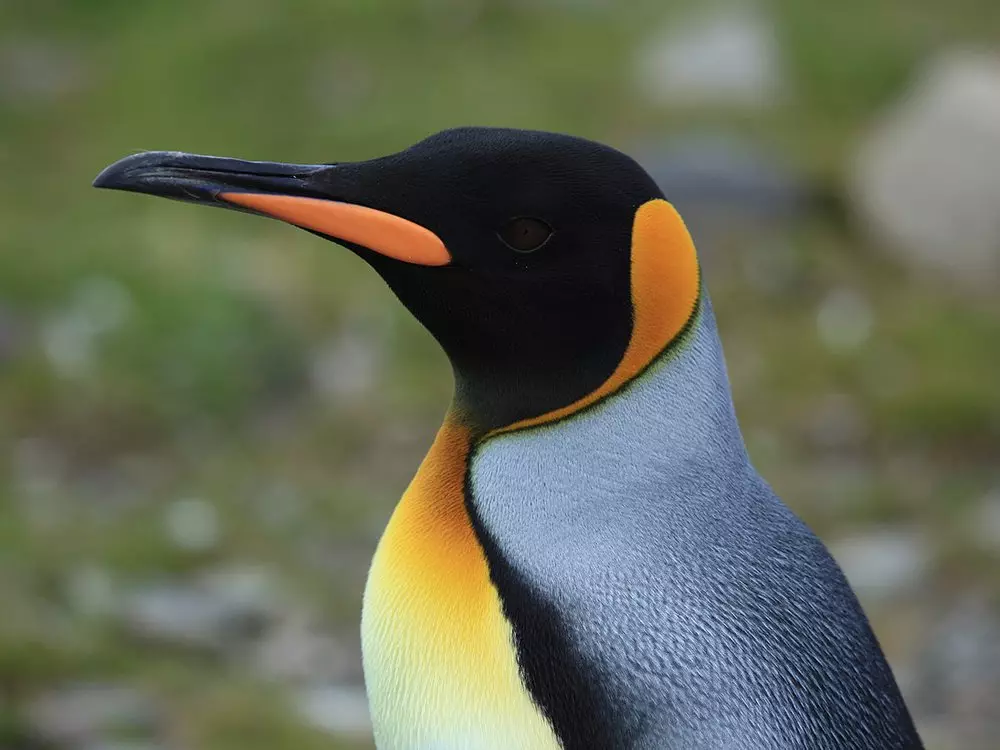 King Penguin