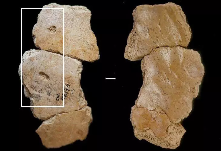 Il-Karnivori tal-qedem Kellu Togħma għal-Laħam ta’ Neanderthal