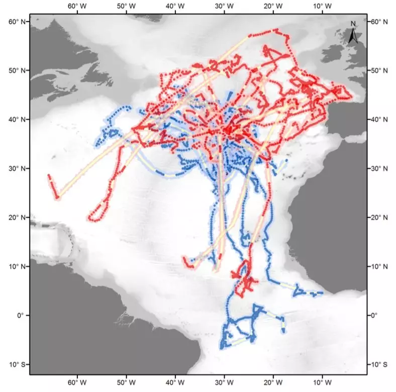 Ovo su rute kojima su označeni plavi morski psi prošli tijekom 952-dnevnog razdoblja istraživanja. Ženke morskog psa su crvene, mužjaci plave, a žuta označava trenutni prekid signala za praćenje. Fotografija: Vandeperre et al., PLOS ONE