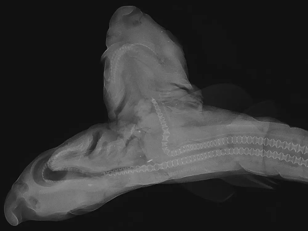 Shark Wamitu iwiri ndi Zokongola Zina za X-Rayed ku Smithsonian