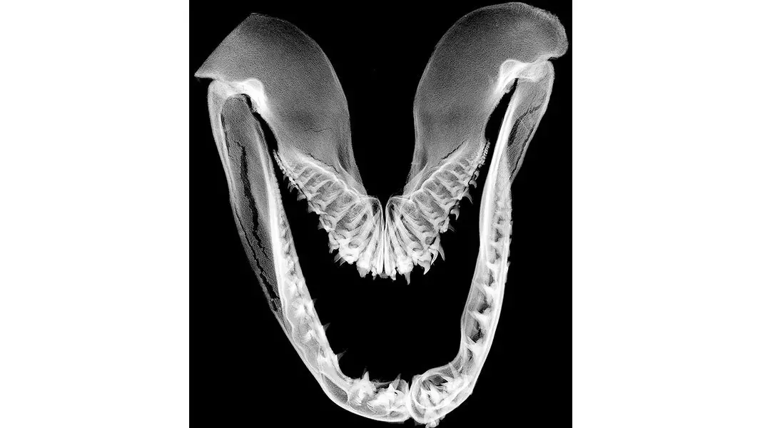 En Zwee-Headed Shark an aner X-Rayed Beauties um Smithsonian 51176_1