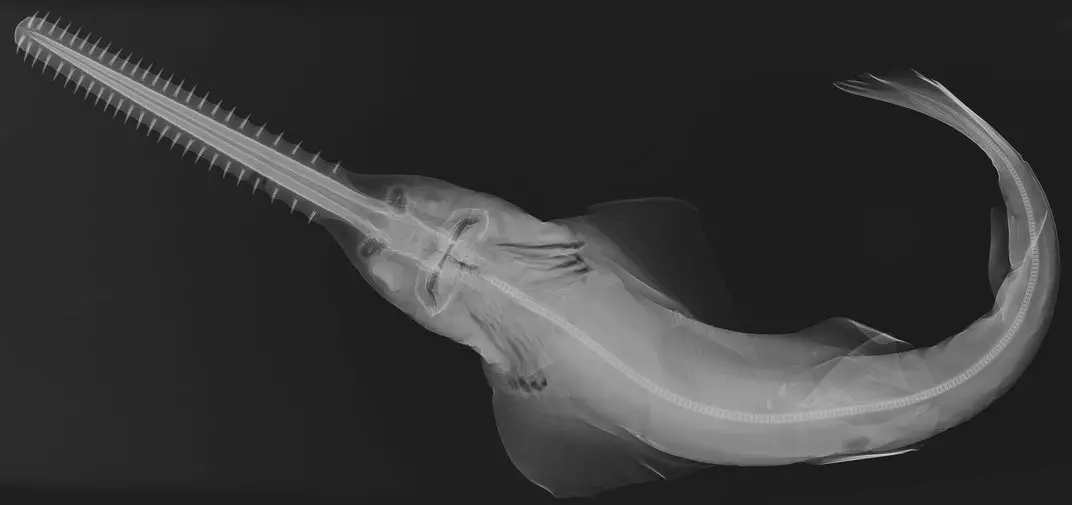 Jerung Berkepala Dua dan Cantik X-Rayed Lain di Smithsonian 51176_3