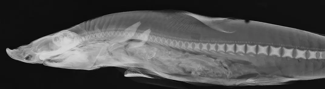 Tvíhöfða hákarl og aðrar röntgengeislar á Smithsonian 51176_5