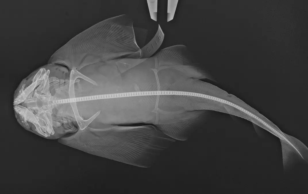 Tvíhöfða hákarl og aðrar röntgengeislar á Smithsonian 51176_6