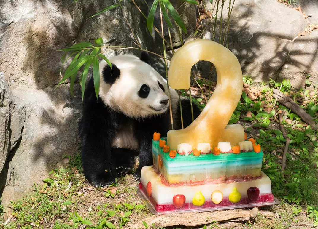 V živalskem vrtu se je rodil drugi mladič panda (nove slike) 51201_5