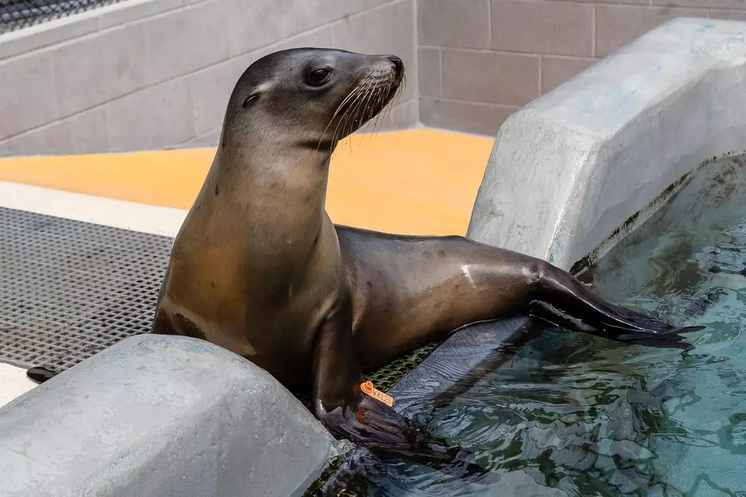 Sea Lion Якшак