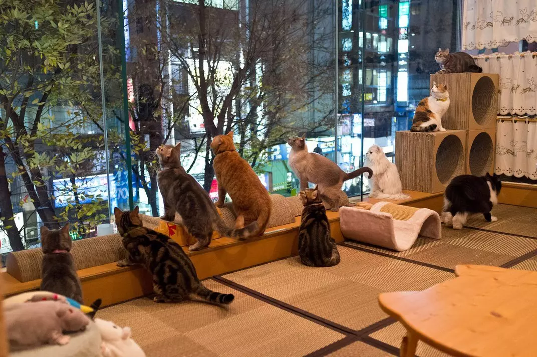 日本の猫カフェでゴロゴロペットを払う 51292_11