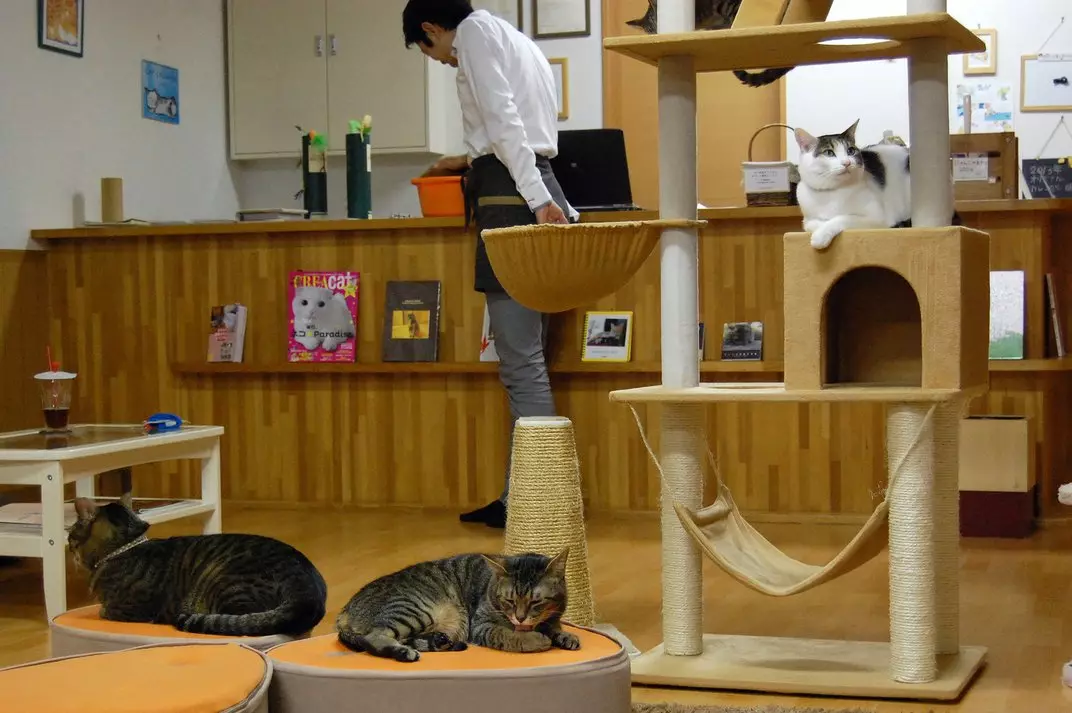 जापान के कैट कैफे में पुर पेट का भुगतान करें 51292_13