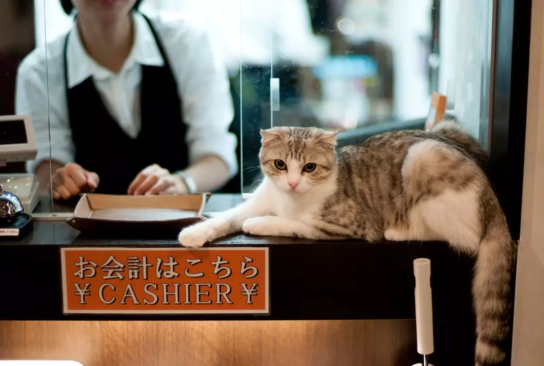 Biya Purr Pet a Cafés na Cat na Japan 51292_16
