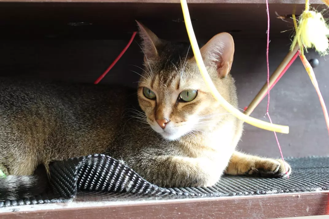 Paga a Purr Pet nos Cat Cafés de Xapón 51292_3