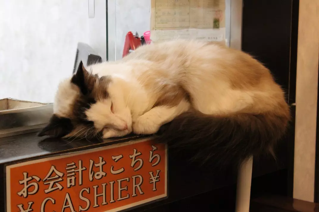 जापान के कैट कैफे में पुर पेट का भुगतान करें 51292_5
