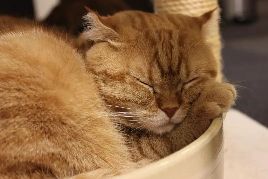 日本の猫カフェでゴロゴロペットを払う 51292_6