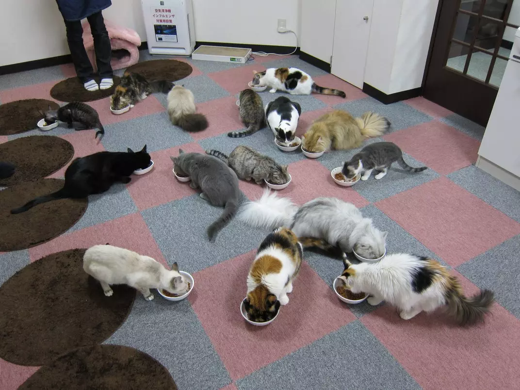 日本の猫カフェでゴロゴロペットを払う 51292_9
