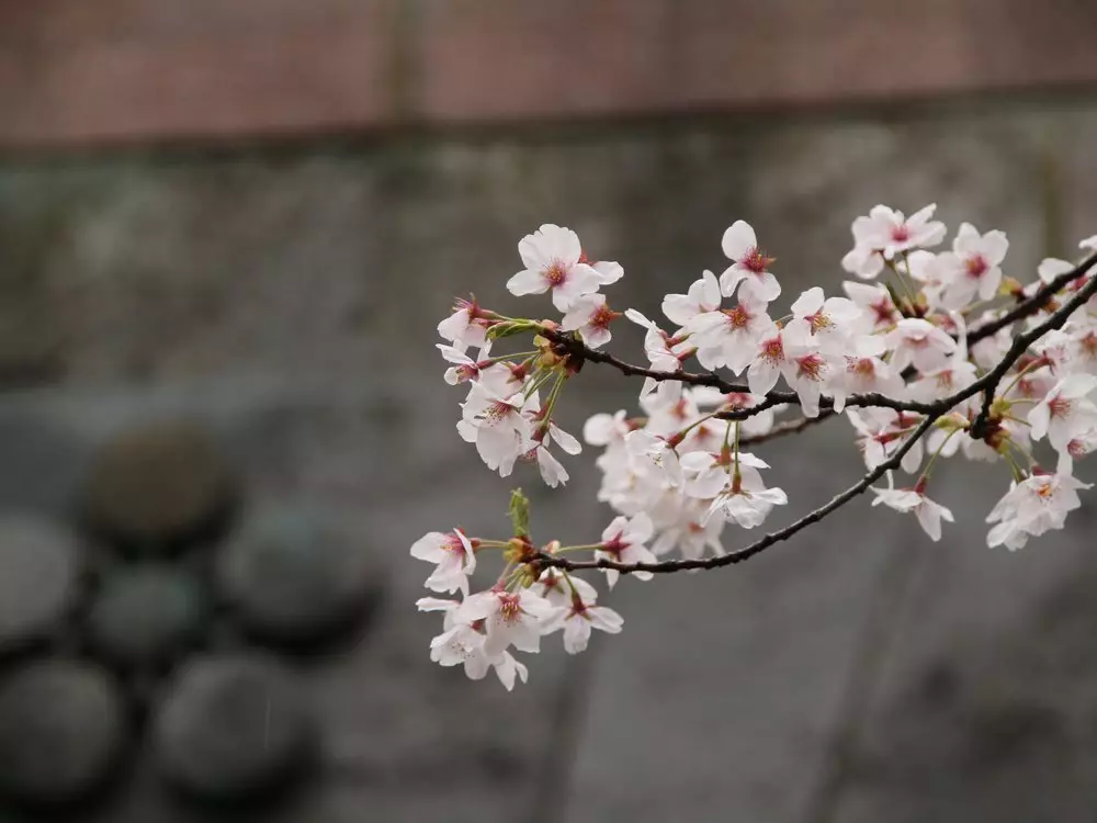 Hvorfor blomstrer Japans kirsebærtræer om efteråret?