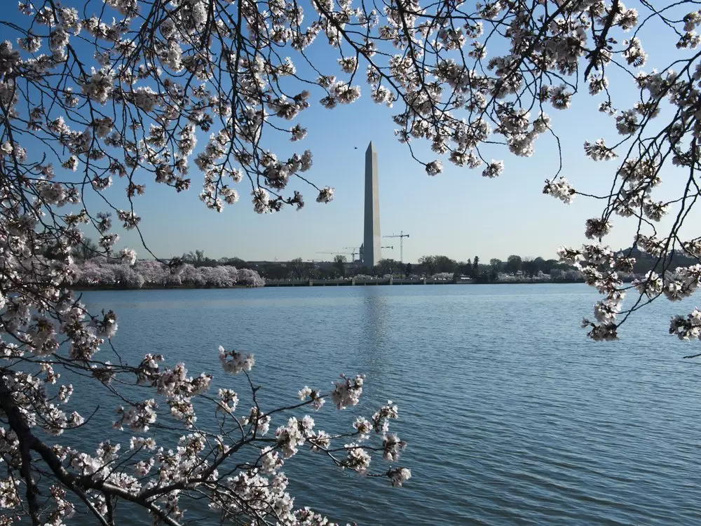 Fotod: Cherry Blossoms Bloom Washingtonis, D.C.