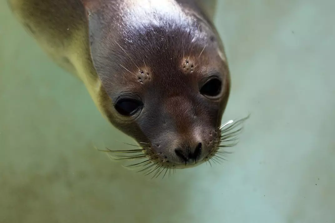 動物界で最も極端なミルクの7つ