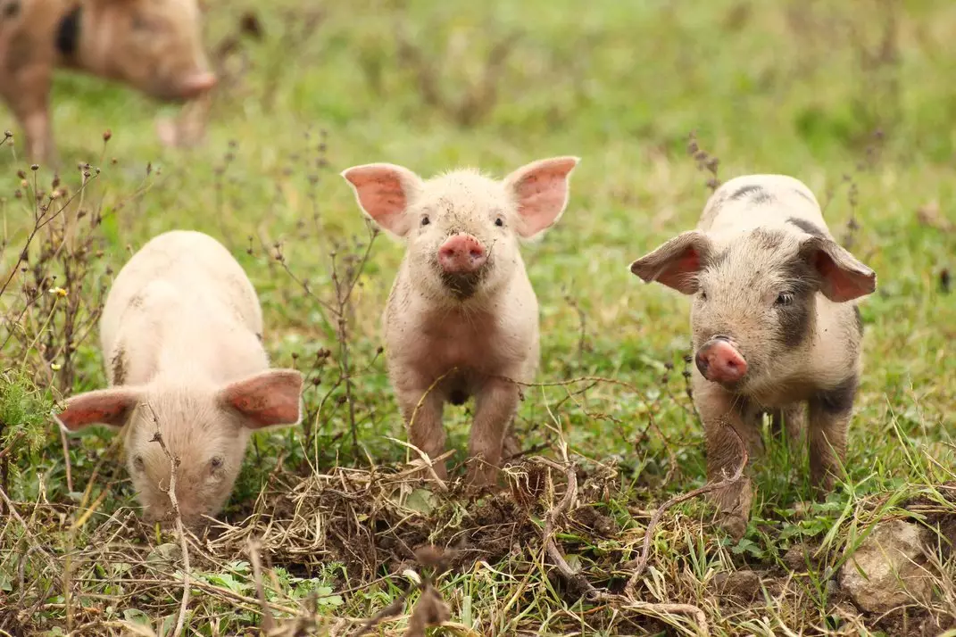 Sân fan 'e meast ekstreme molken yn it Dierenryk