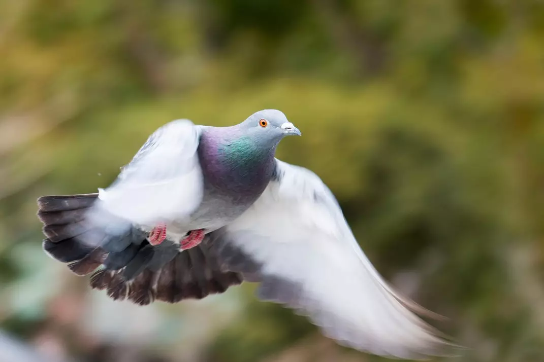 動物界で最も極端なミルクの7つ