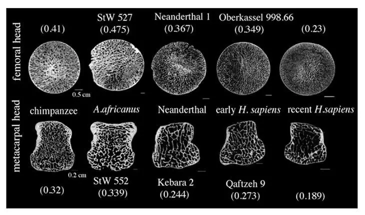 Přechod na Farming Made Human Joint Bones lehčí