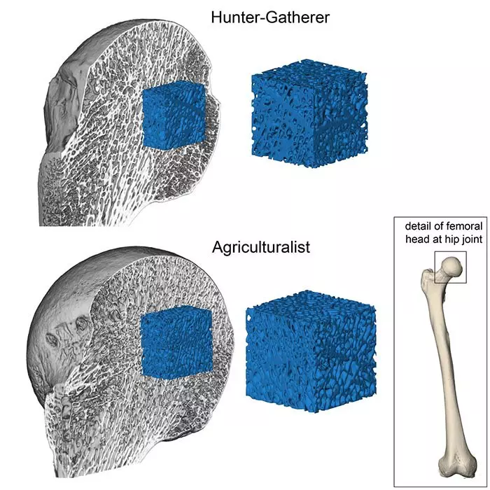 Skift til Farming Made Human Joint Bones lettere 51326_3