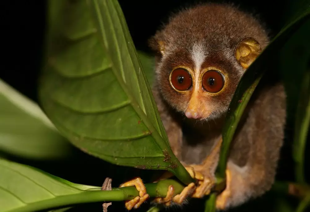 Chifukwa Chake Primatologists Amakonda Kusonkhanitsa Poop