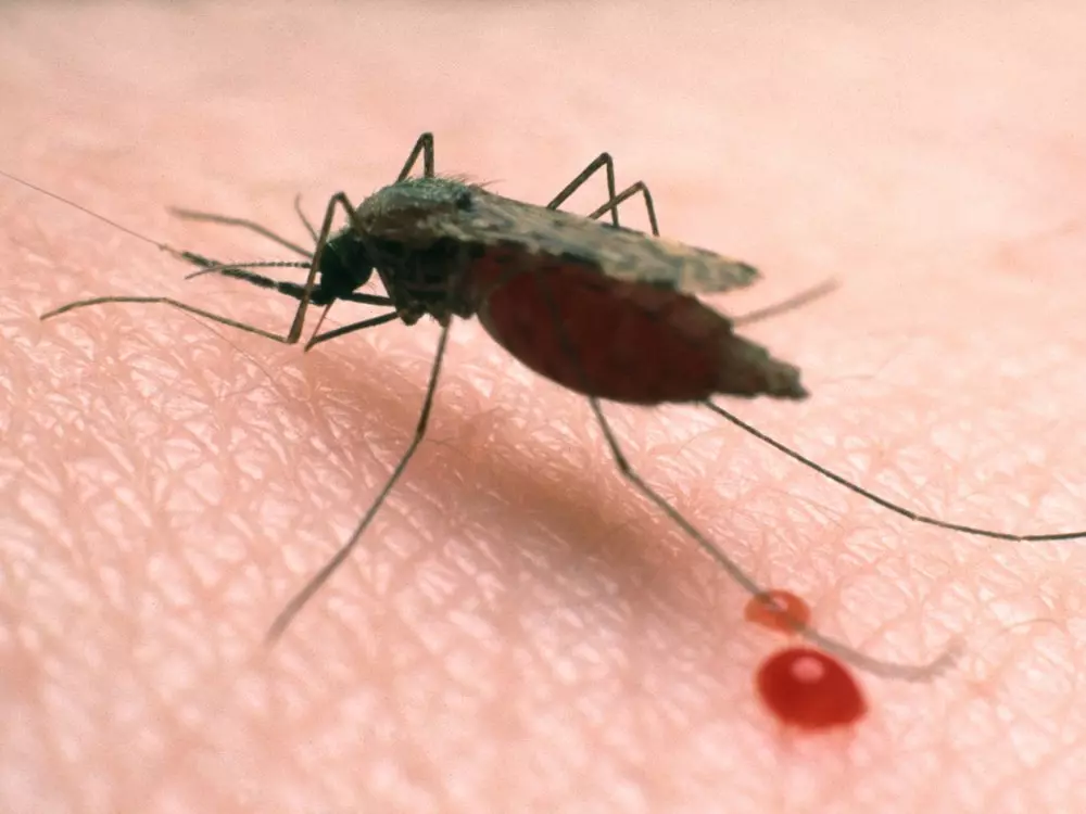 A medida que aumentan las temperaturas, la malaria invadirá las elevaciones más altas