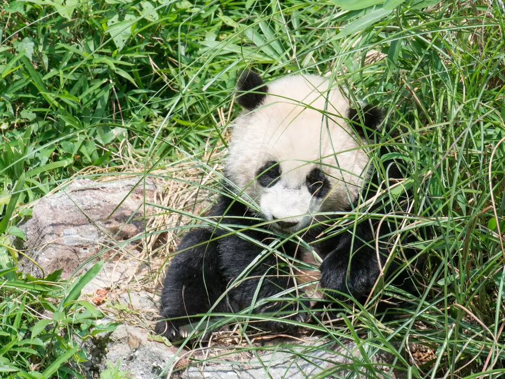 Fira Bao Baos födelsedag med en fest och denna sammanfattning av hennes första år