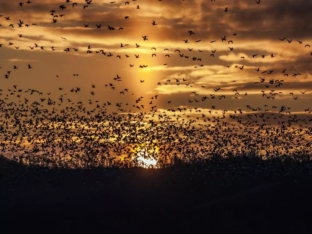 Fall Bird Migrations බැලීමට ඇමරිකාවේ හොඳම ස්ථාන