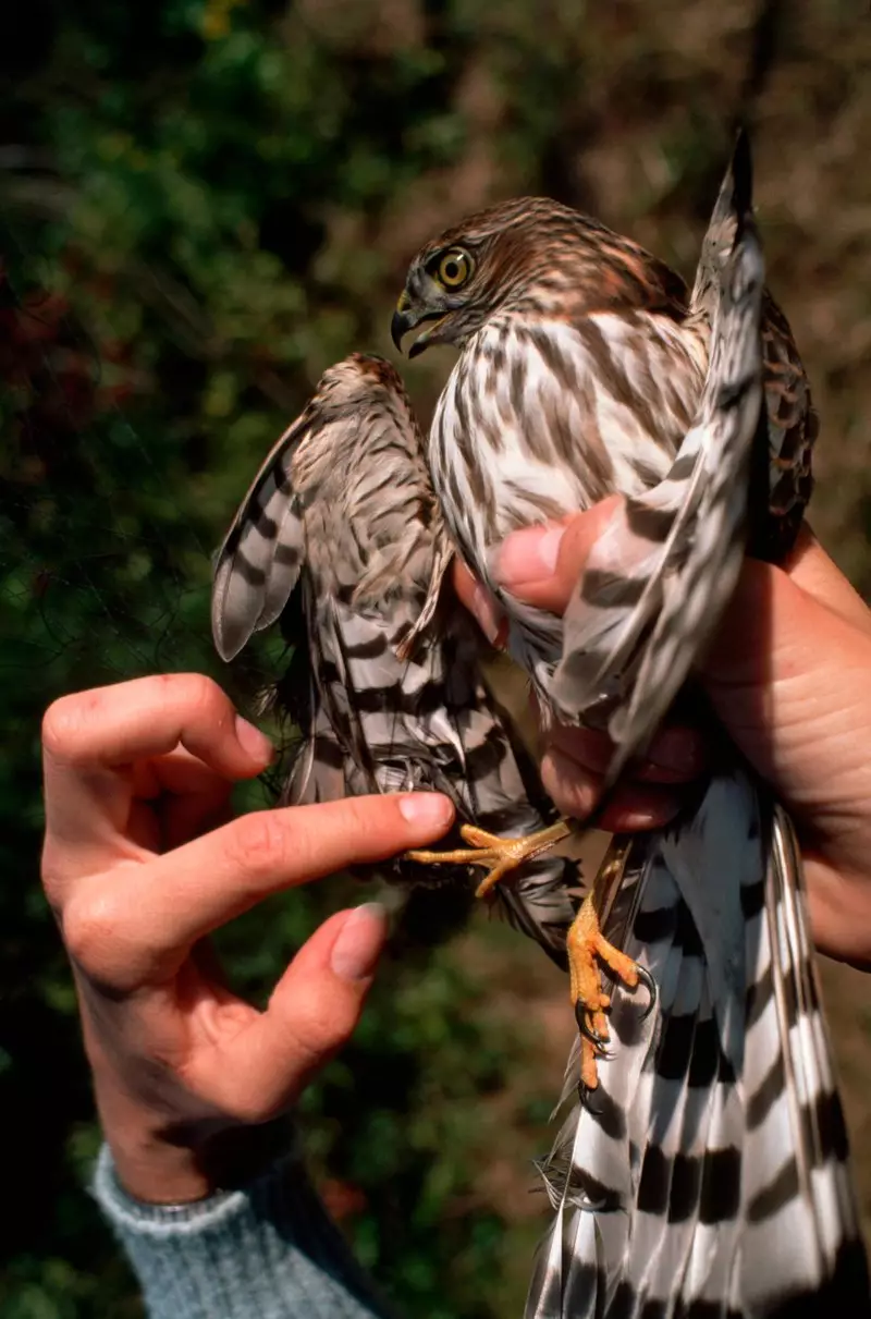 Os mellores lugares de América para ver as migracións de aves de outono 51353_2