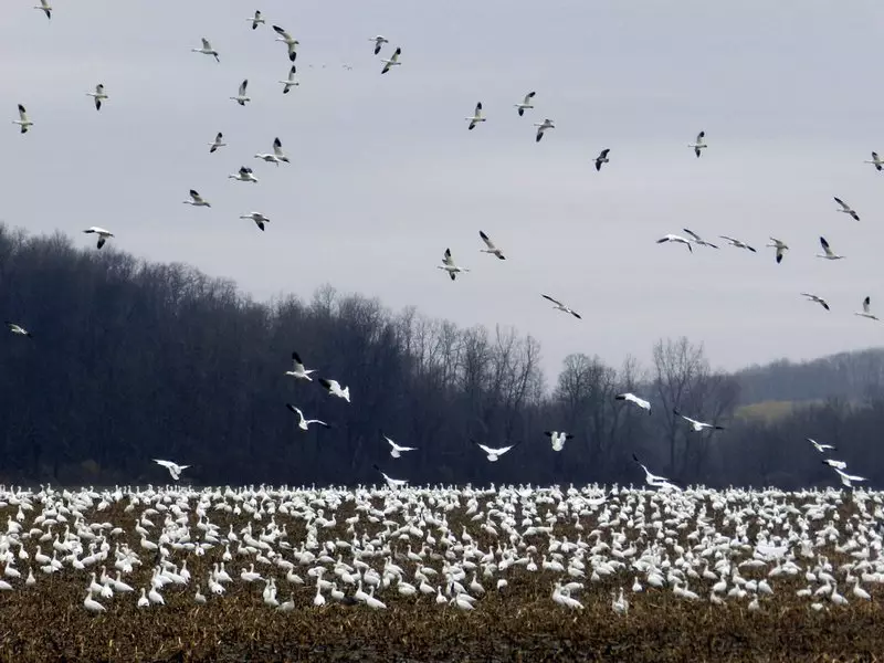 Os mellores lugares de América para ver as migracións de aves de outono 51353_3