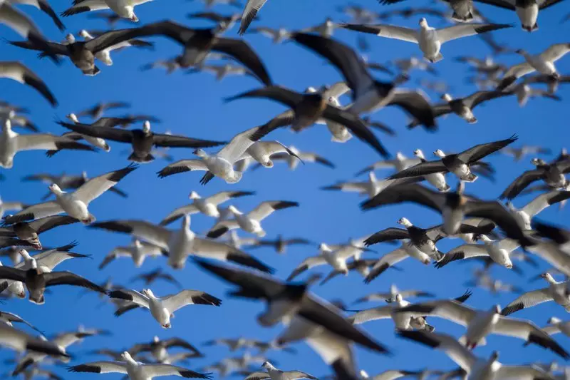 Os mellores lugares de América para ver as migracións de aves de outono 51353_5