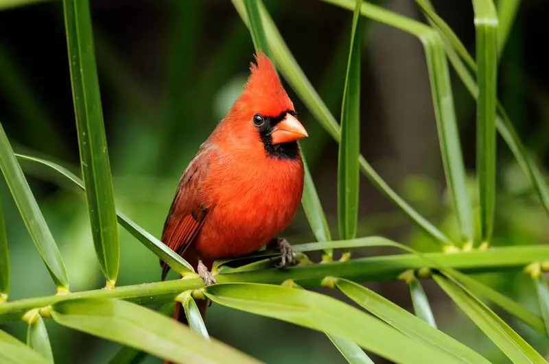 Os mellores lugares de América para ver as migracións de aves de outono 51353_6