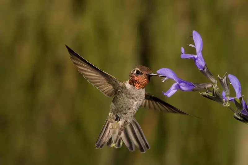 Os mellores lugares de América para ver as migracións de aves de outono 51353_7