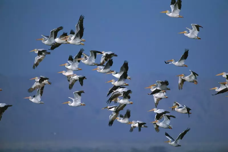 Os mellores lugares de América para ver as migracións de aves de outono 51353_8