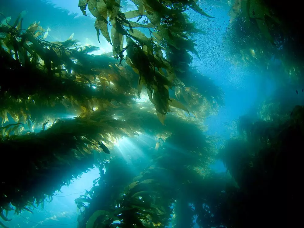Kako zamračenje obale šteti šumama algi