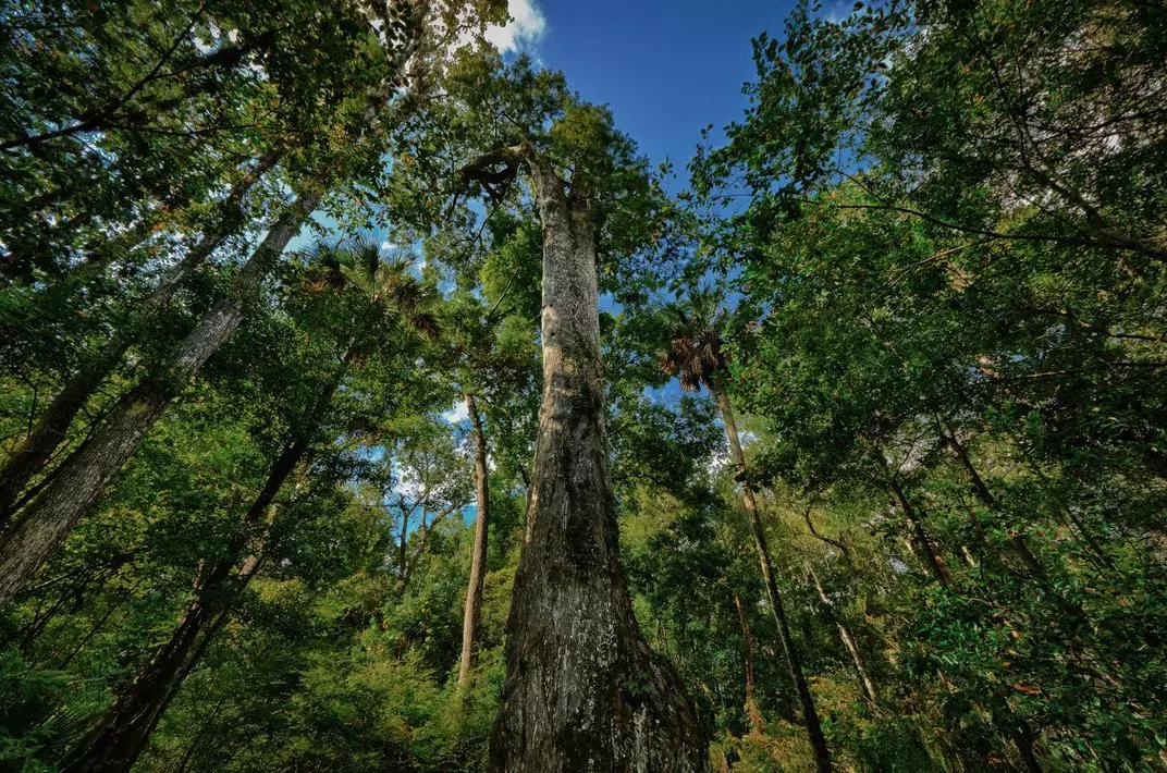 La carrera per salvar els grans arbres del món clonant-los