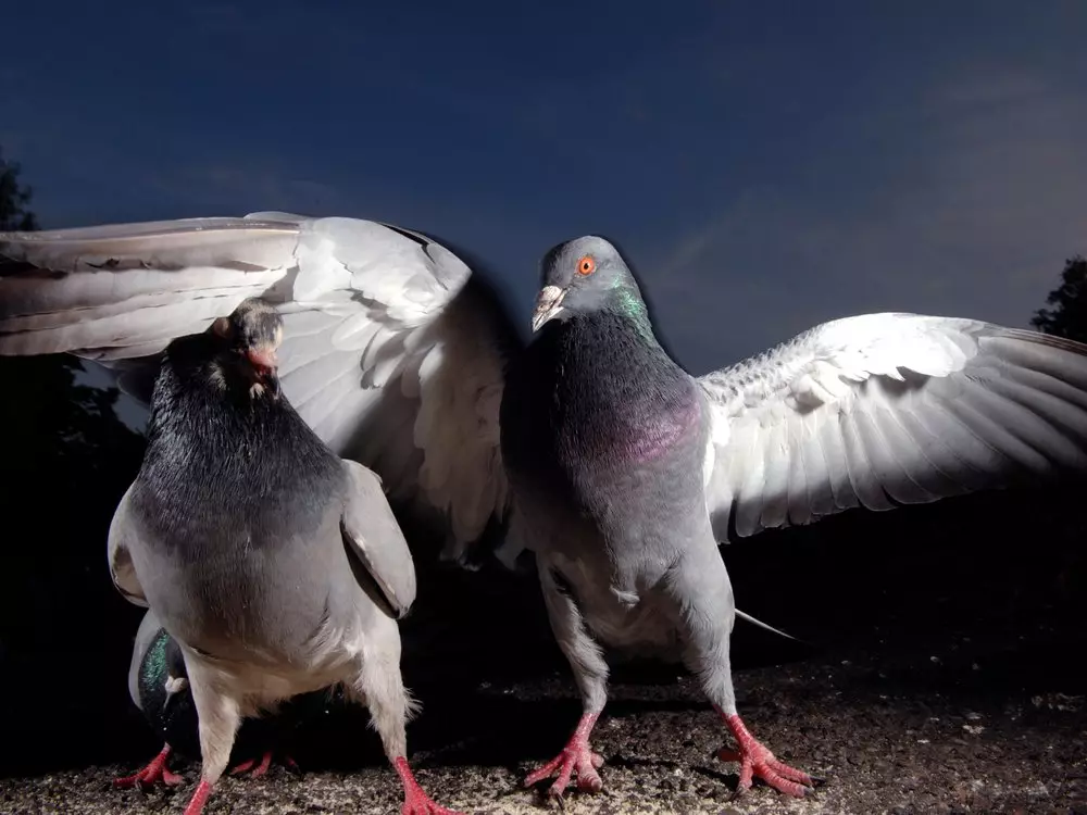 Di Wêneyên Bijîjkî de Kevok Dikarin Penceşêra Sîngê Bibînin