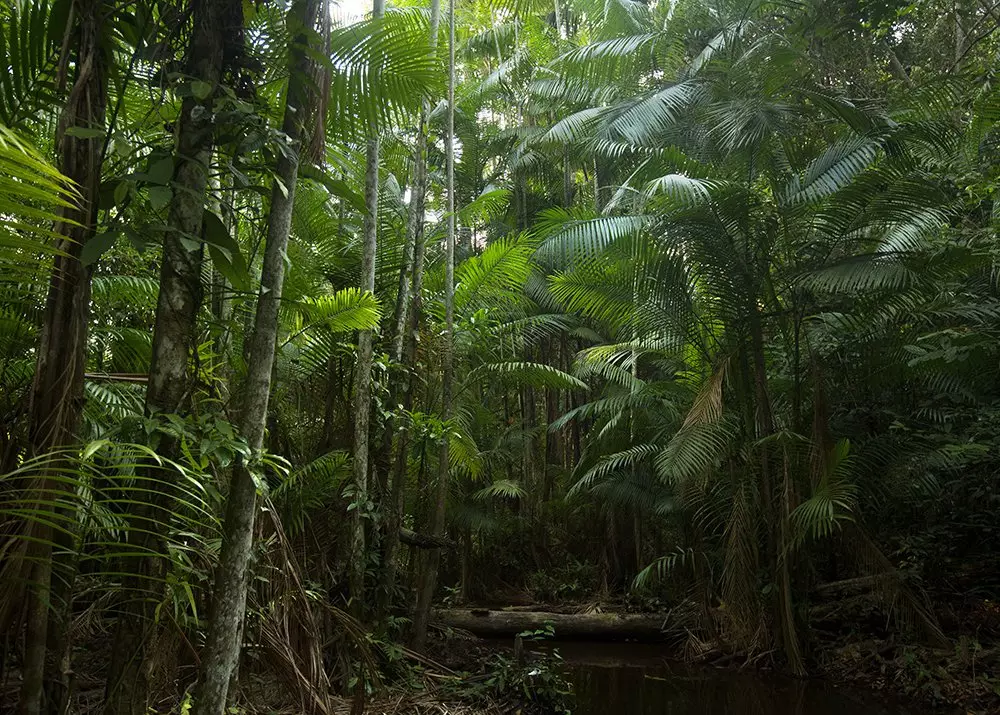 01-Blut-Dschungel-Brasilien-Amazonas.jpg