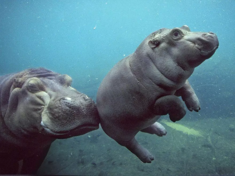 Perfectly Pudgy Hippo Nuabheirthe Teacht ag Zú San Diego