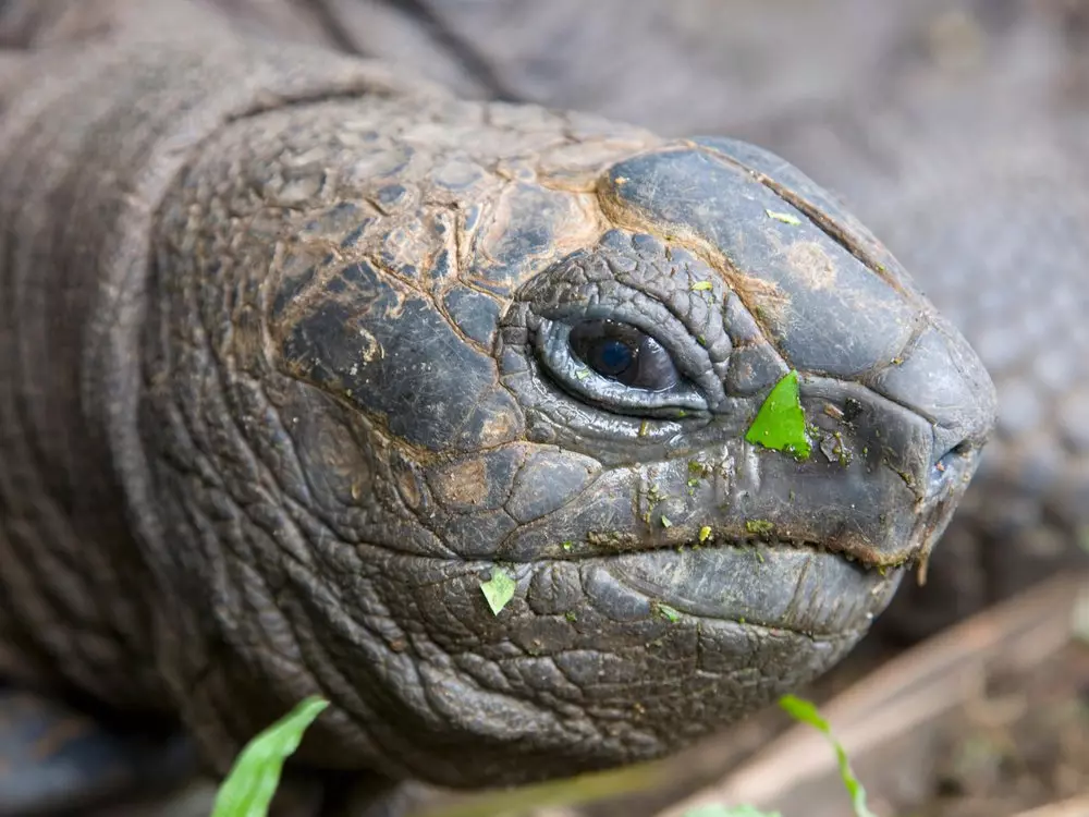 Testudo Defendas His Lady en Super Slow Chase