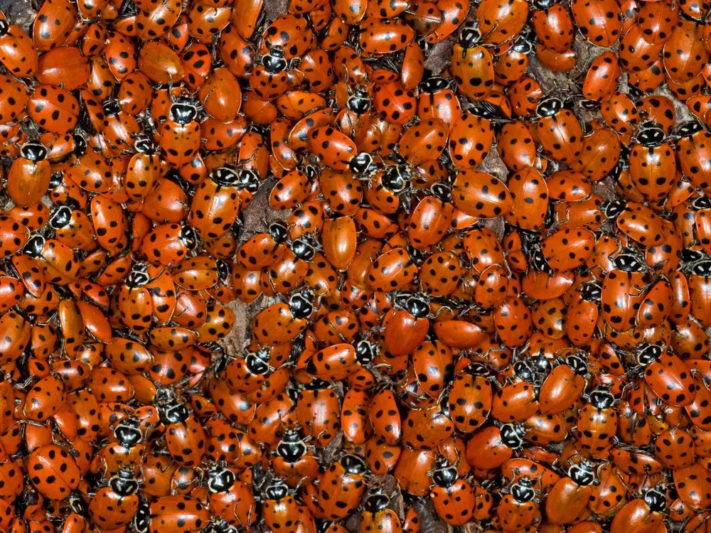 Ladybugs