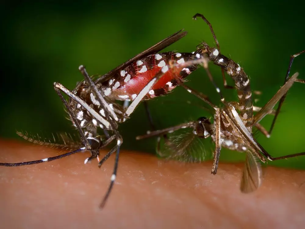 CDC-ಗಥನಿ-Aedes-albopictus-4409.jpg