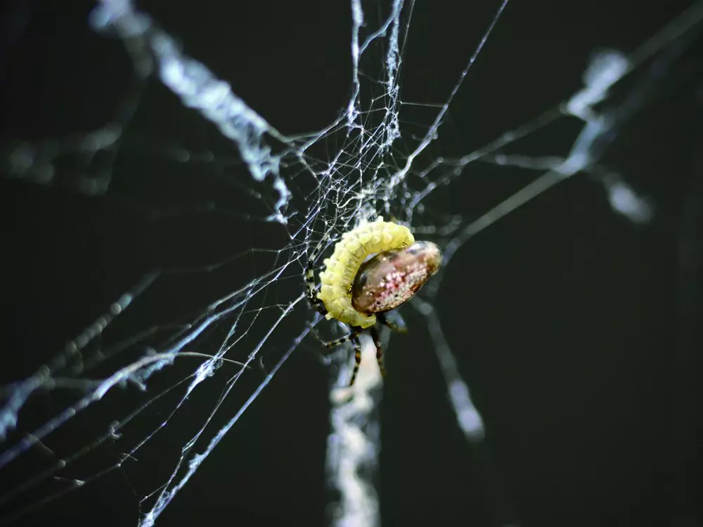 Parasitêre wespen feroarje spinnen yn zombiewevers