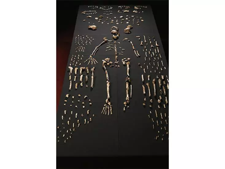 Co sprawia, że skamielina jest członkiem ludzkiego drzewa genealogicznego? 51578_5