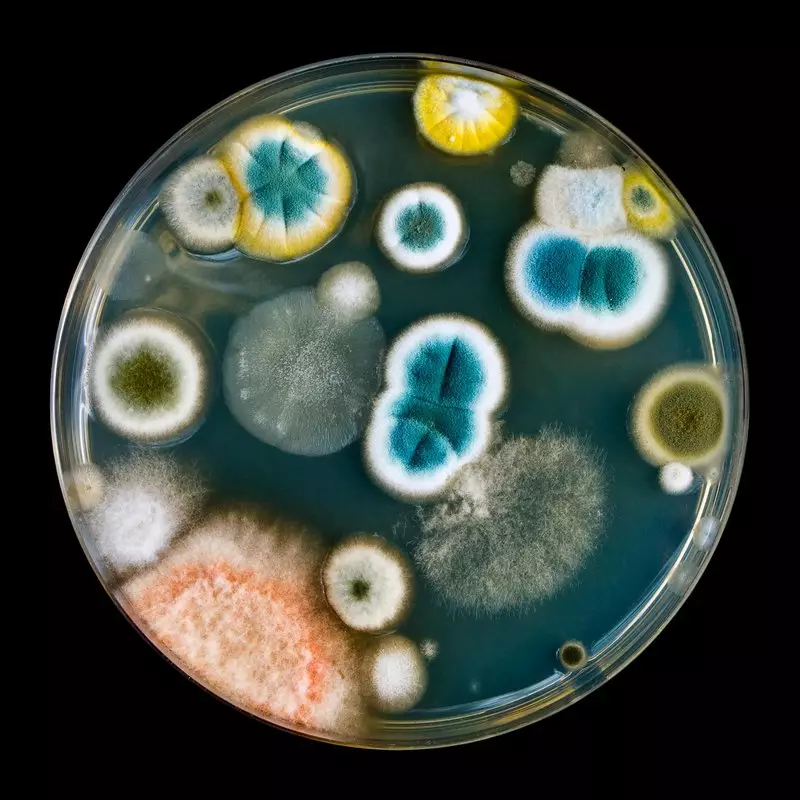 11 Alesanna Cinta Baktéri, Fungi jeung Spora 51580_5