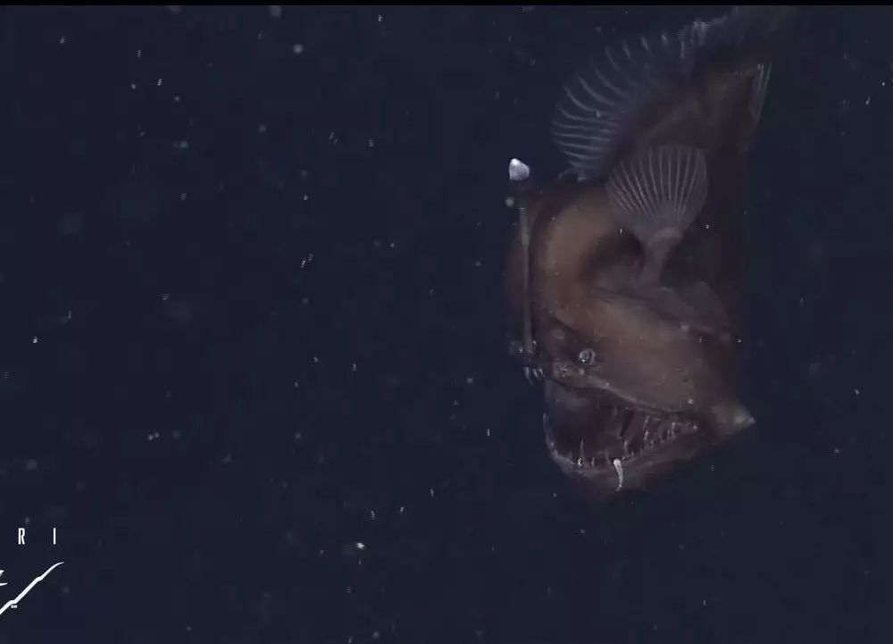 Aljanin Bahar Maliya, Wani Rare Deep-Sea Anglerfish, wanda aka yi fim a karon farko