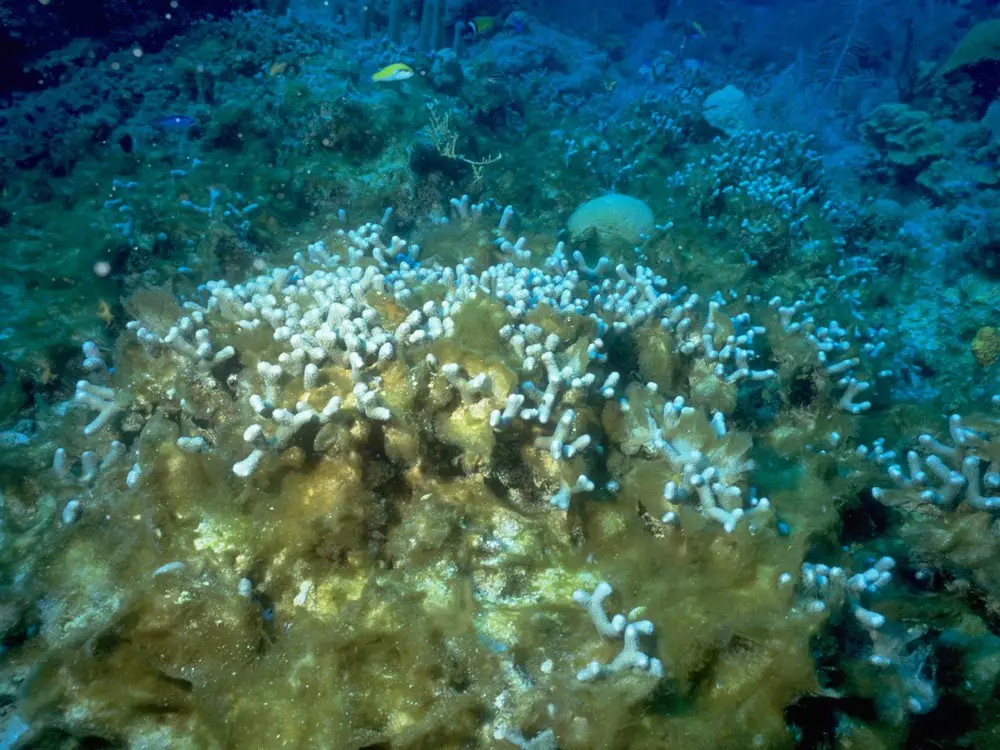korallid