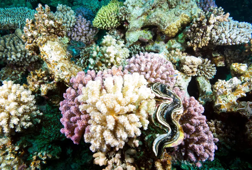 Teerera Kune Ruzha rweA Dying Coral Reef 51591_10