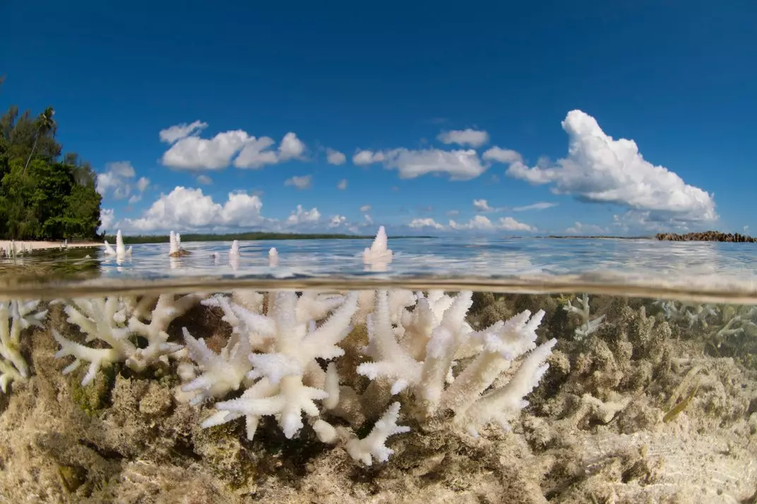 Entzun hilzorian dagoen koral arrezife baten soinuak 51591_11